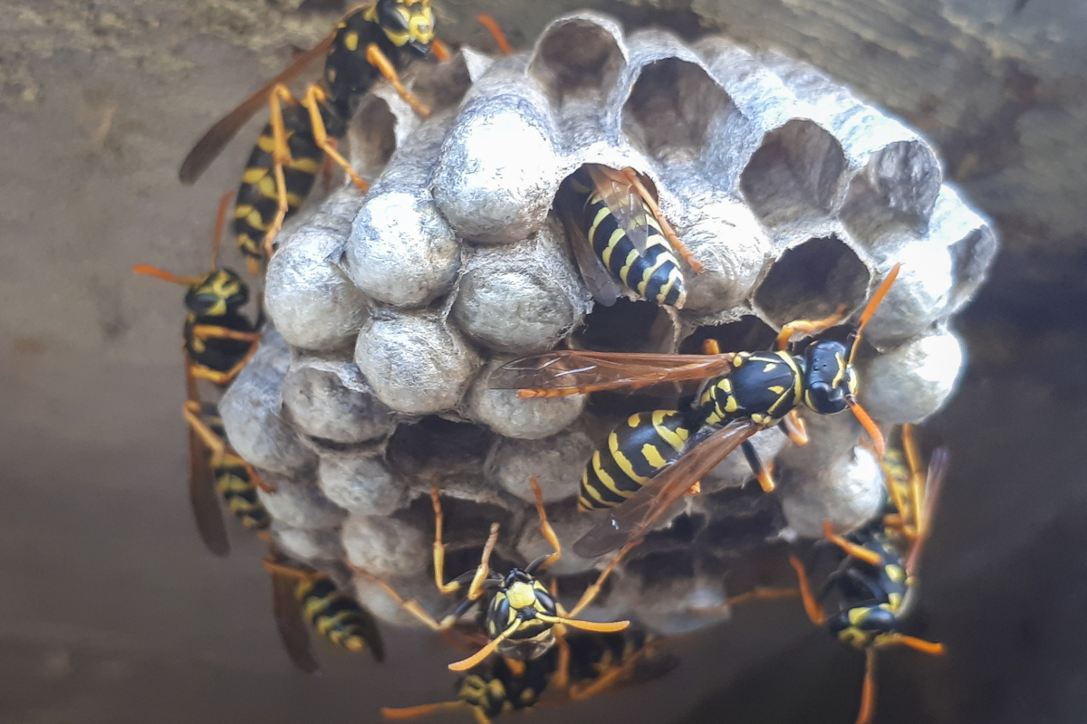 Testing Just How Painful the "Cicada Killer" Wasp's Sting is on Humans ...