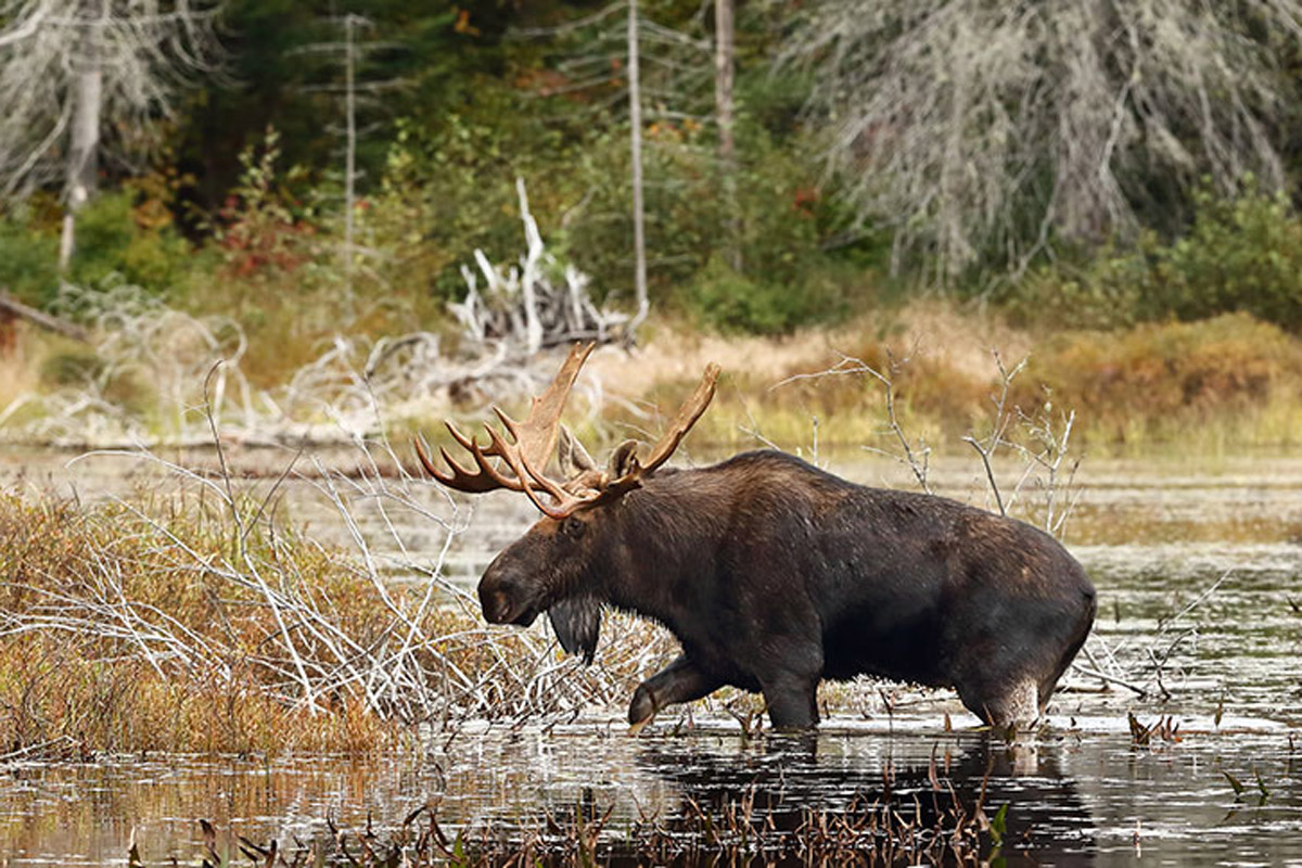 12 Big Game Species You Can Hunt in Canada - Wide Open Spaces