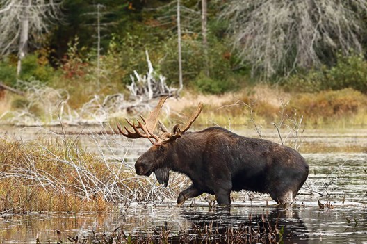 Moose Gets Up Close and Personal in This First-Person Footage - Wide ...