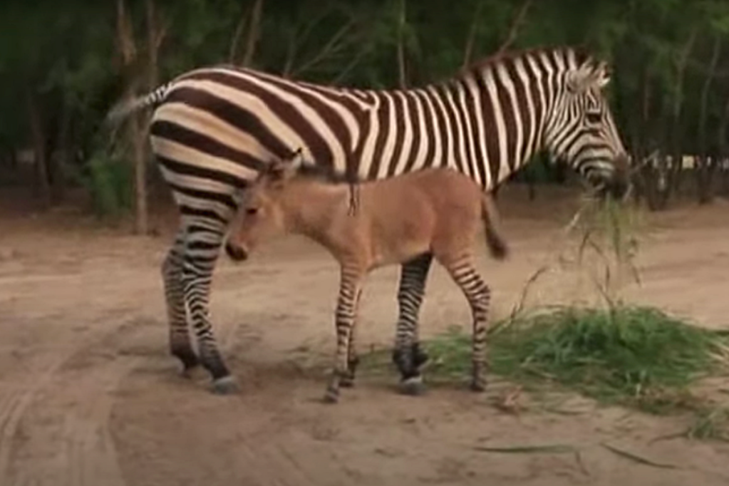 Rare Baby Zonkey Born in Mexico Had Everyone Scratching Their Heads