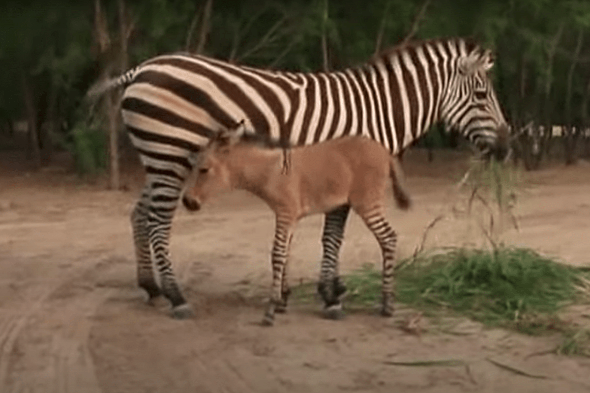 Rare Baby Zonkey Born in Mexico Had Everyone Scratching Their Heads