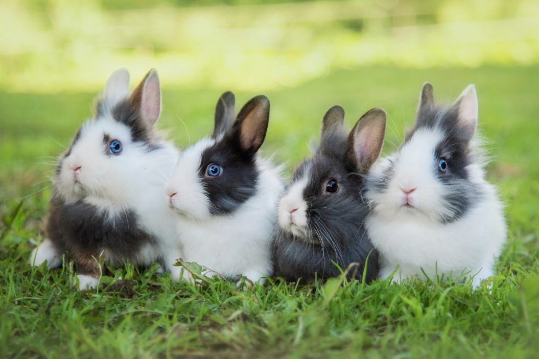 Rabbit vs Hare vs Bunny: Simple Ways to Tell Them Apart