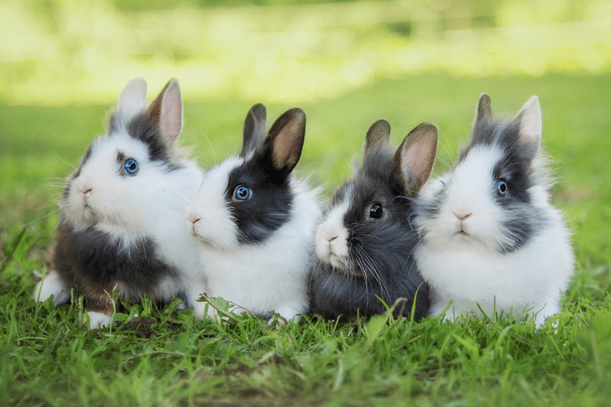 Rabbit vs Hare vs Bunny: Simple Ways to Tell Them Apart