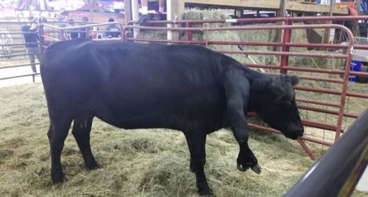 Cow with 5th Leg Steals the Show at County Fair