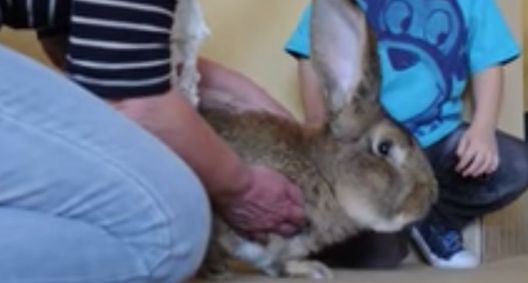 World's Longest Rabbit, 'Darius', is Now Retired