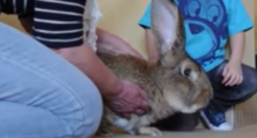 World's Longest Rabbit, 'Darius', is Now Retired