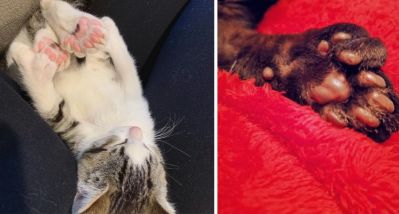 Polydactyl Cats: 10 Facts About the Six-Toed Wonders - Wide Open Spaces