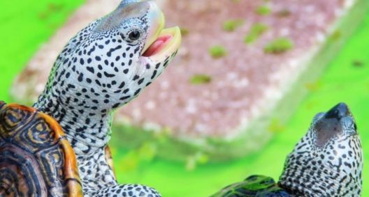 Everything You Need to Know About Owning a Pet Turtle