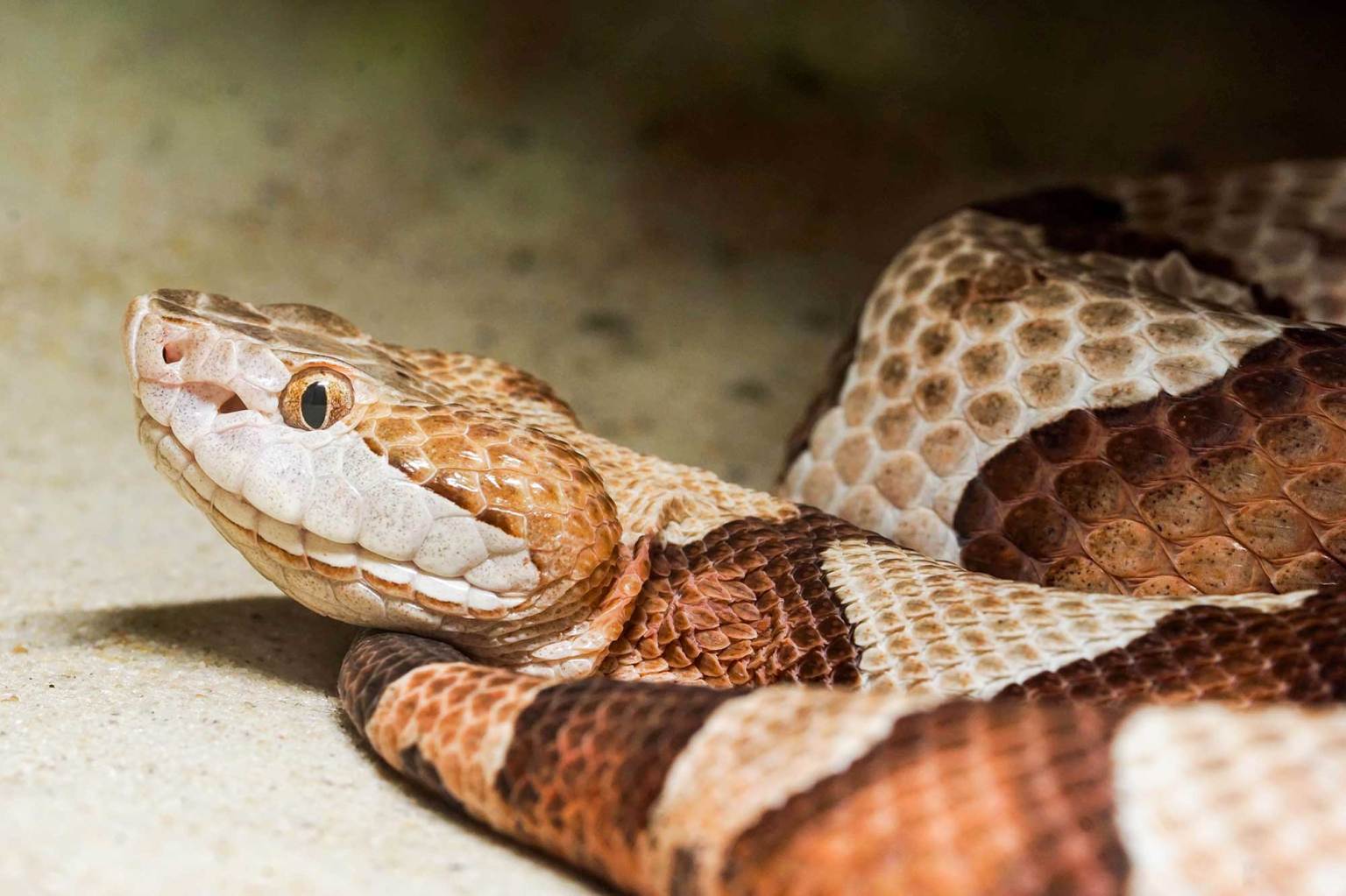 Baby Copperheads: How to Identify Them and Get Rid of Them