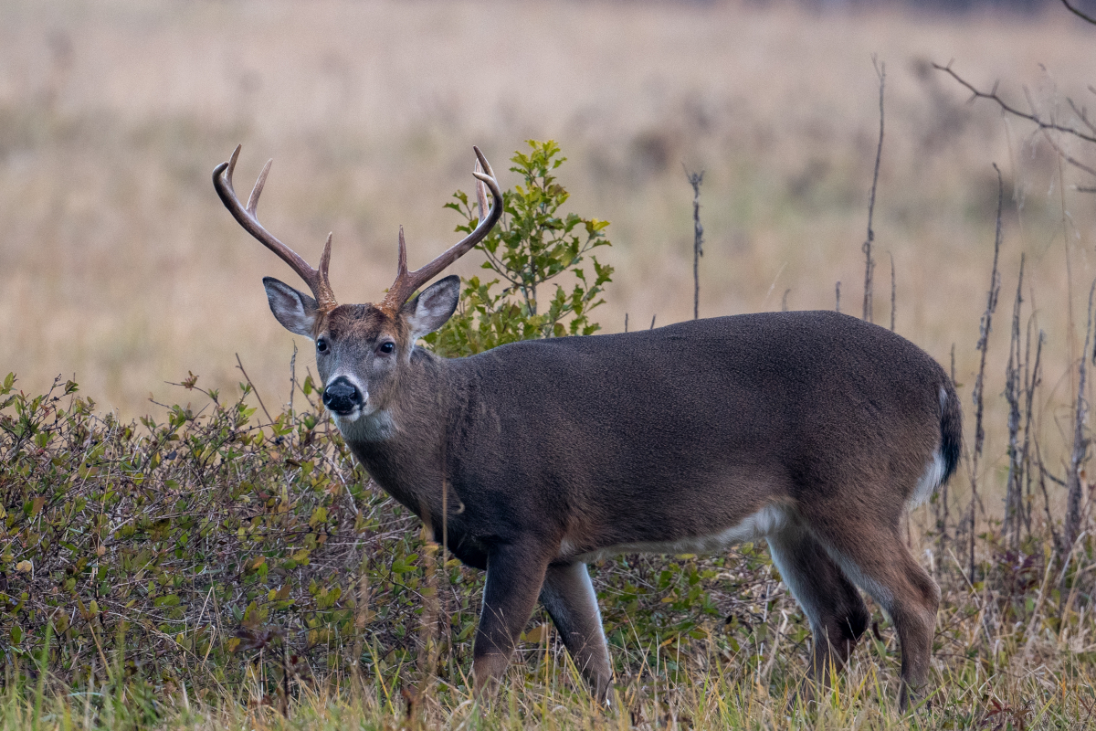 Broadhead Embedded in Deer Ribcage Shows the Animal's Resiliency - Wide ...