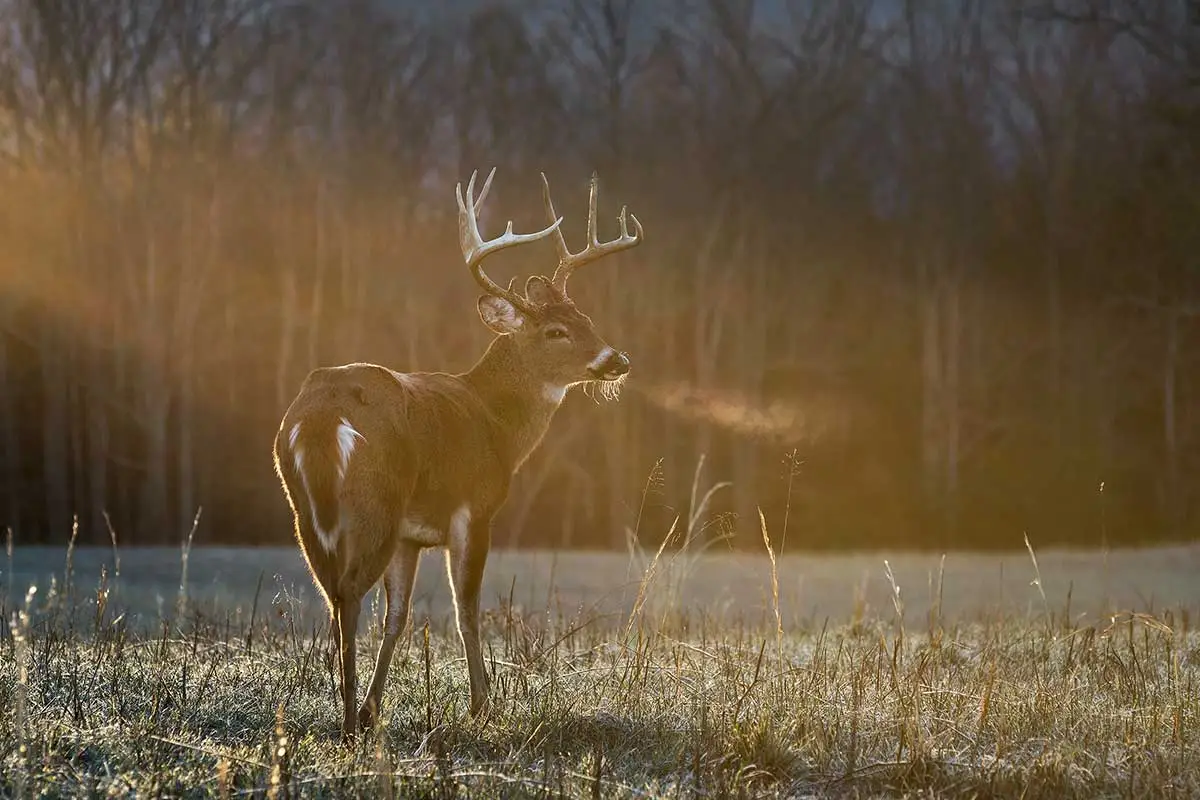 Found Whitetail Bucks: 4 Biggest Deer That Didn't Fall to a Hunter