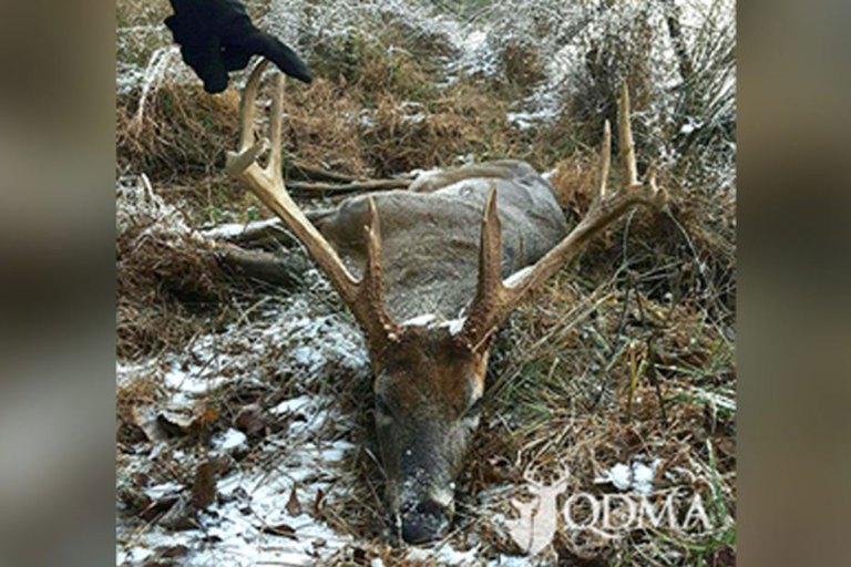 Looking Back on the Buck That Was Killed by a Bottle - Wide Open Spaces
