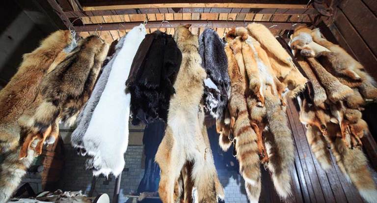 Trapping Still a Practical and Worthwhile Endeavor - Wide Open Spaces