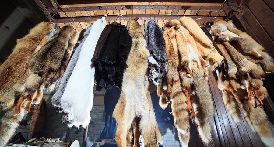 Trapping Still a Practical and Worthwhile Endeavor - Wide Open Spaces