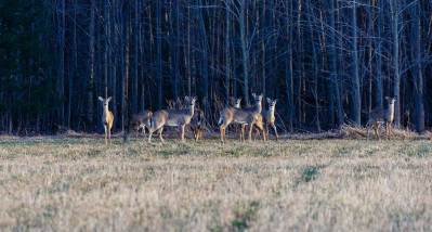 CDC Study Reveals Deer Can Transmit Tuberculosis to Humans - Wide Open ...