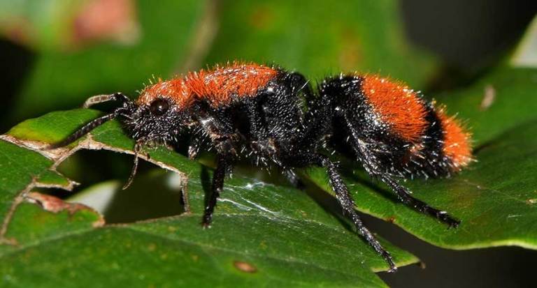 Cow Killer Ants: Everything You Need to Know - Wide Open Spaces