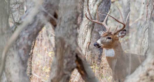 9 Deer Food Plot Tips to Apply to Your Hunting Strategy - Wide Open Spaces