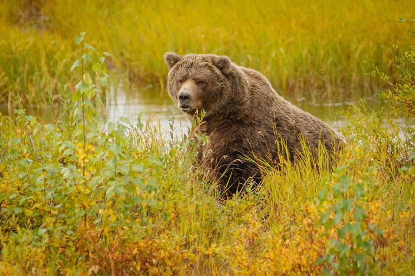 Massive Brown Bear Stands Face-to-Face With Bowhunters At Only 5 Yards ...