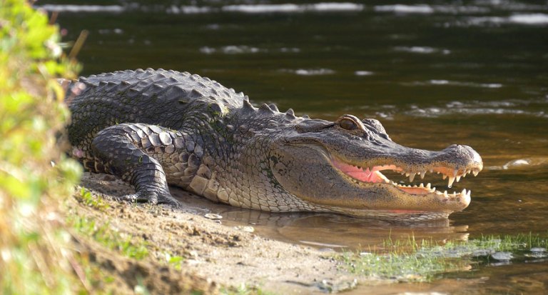 Flashback to the 700-Pound Alligator Found in Georgia Drainage Ditch ...