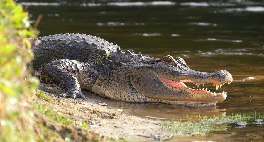 Orange Alligator Surfaces in South Carolina