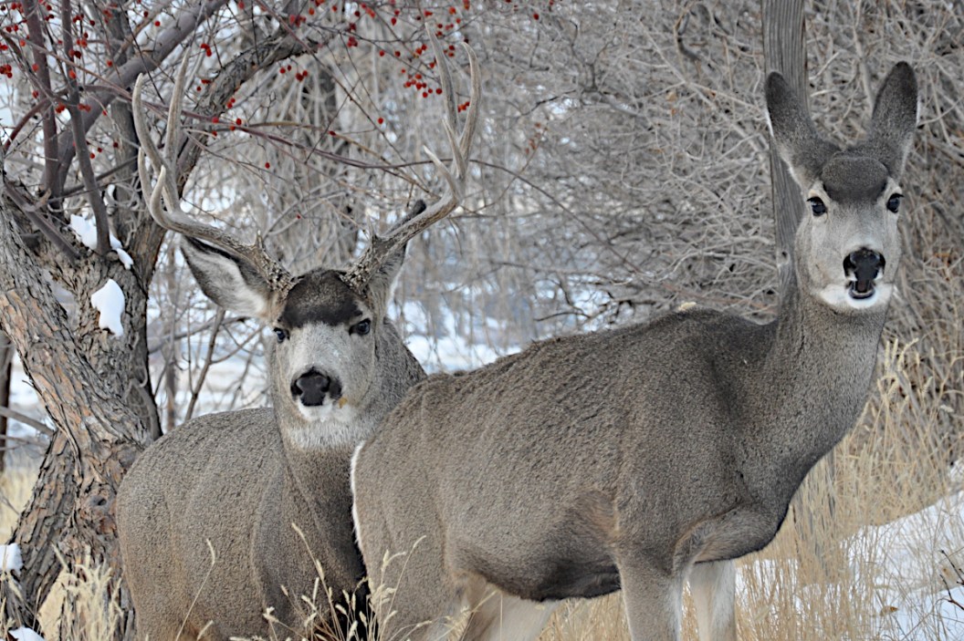 How to Hunt Pressured Mule Deer - Wide Open Spaces