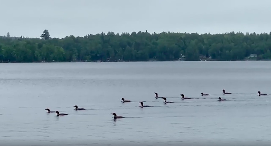 Eerie Chorus of 17 Loons Sings Together - Wide Open Spaces