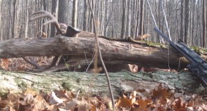 7 Painful Pictures of Deer with Tumors and Growths - Wide Open Spaces