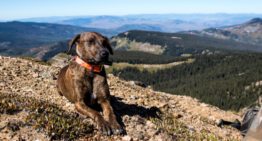Plott Hound: Breed Profile, Care, Facts, and Personality Traits