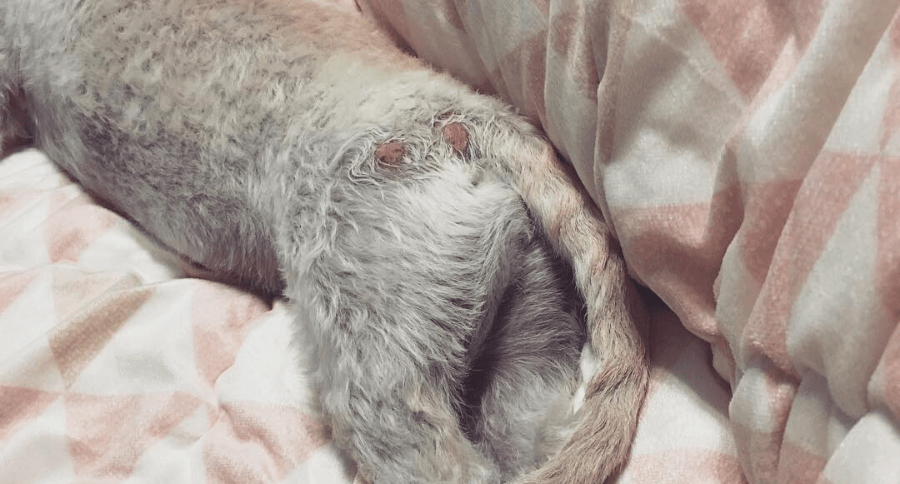 Ringworm in Dogs: Treatment and Symptoms of Contagious, Itchy Infection