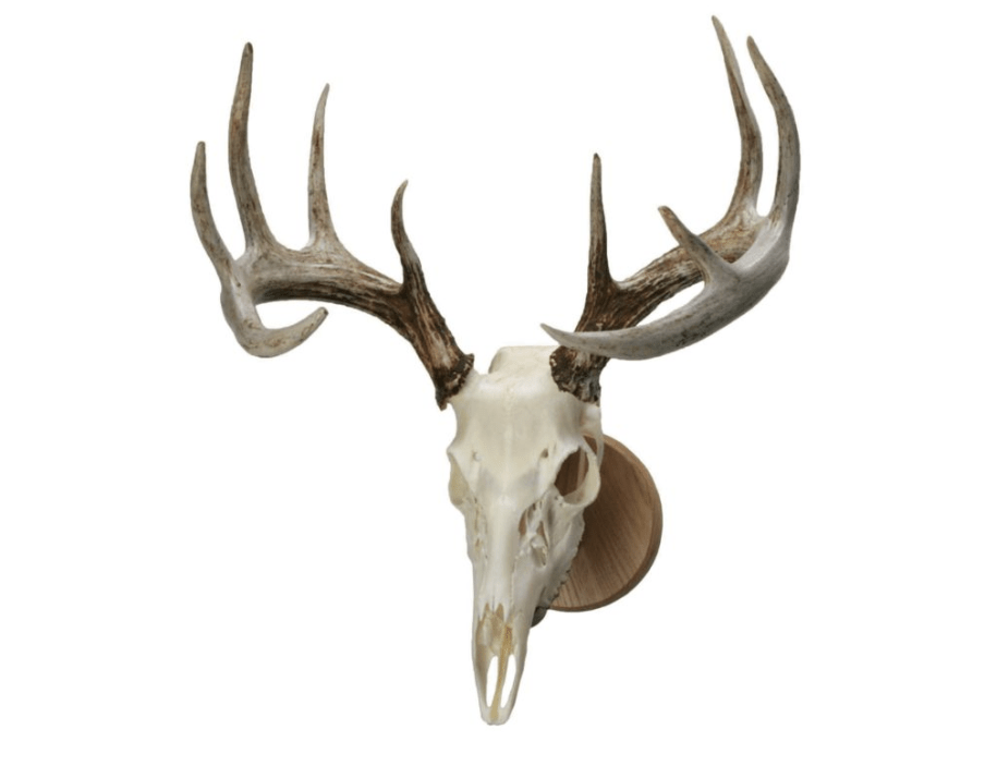 5 European Skull Mounting Kits to Display Your Trophy Bucks