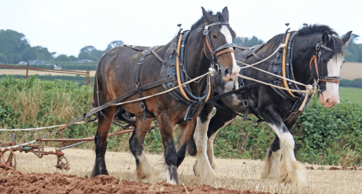 Everything You Need to Know About the Shire Horse