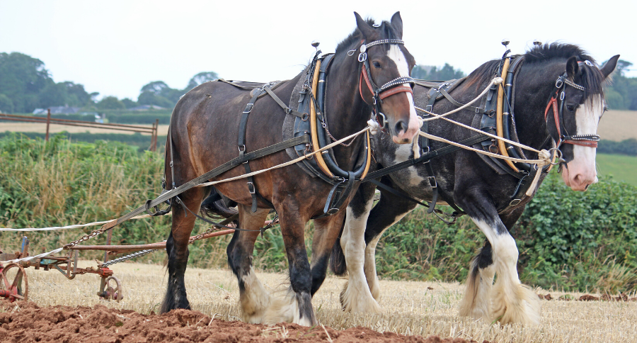 Everything You Need to Know About the Shire Horse