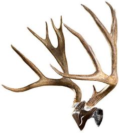 5 European Skull Mounting Kits to Display Your Trophy Bucks