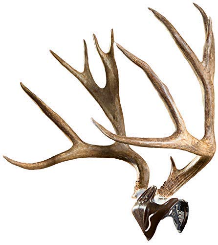 5 European Skull Mounting Kits to Display Your Trophy Bucks
