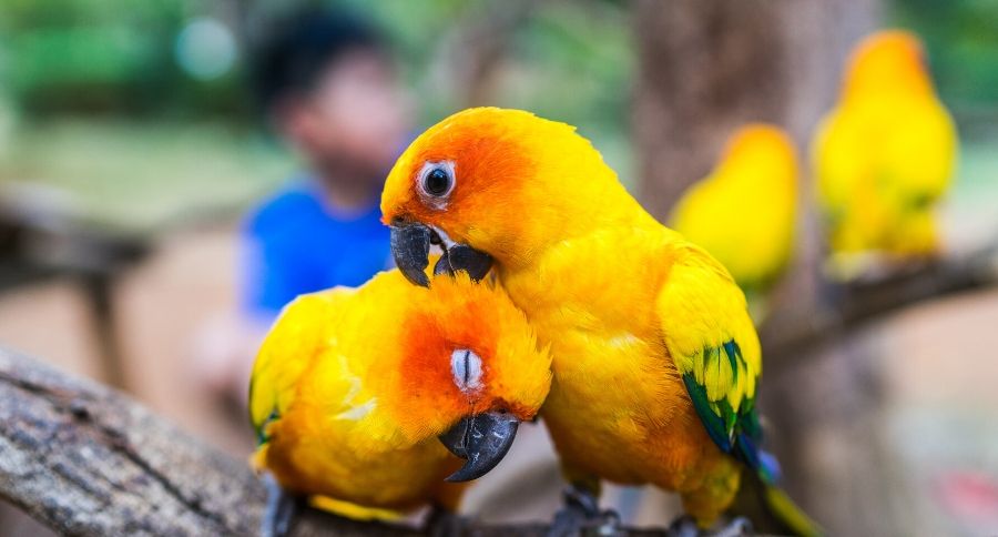Sun Conure Profile: Care, Health, Personality, Fun Companionship