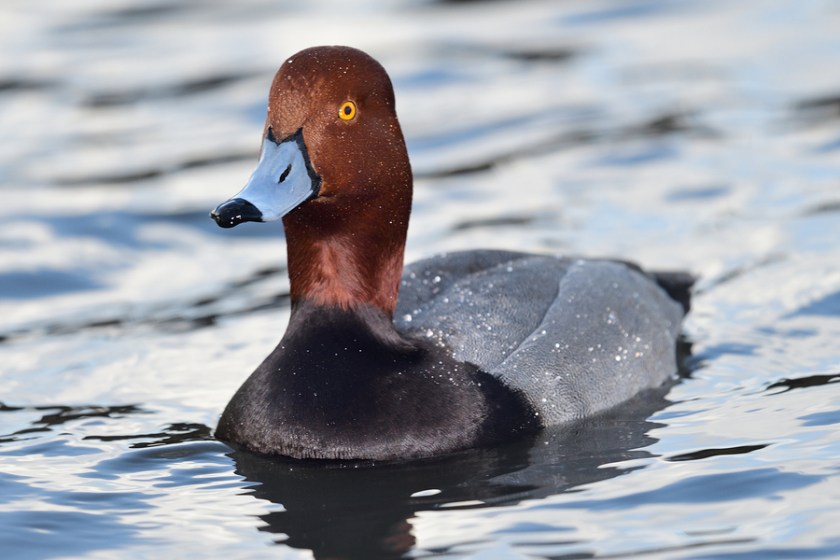 The Great Big American Duck Hunting Species Guide - Wide Open Spaces