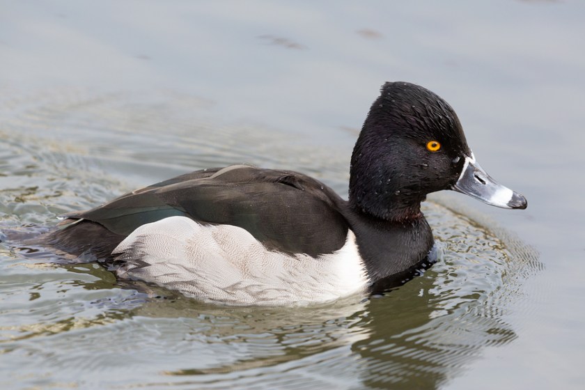 The Great Big American Duck Hunting Species Guide - Wide Open Spaces