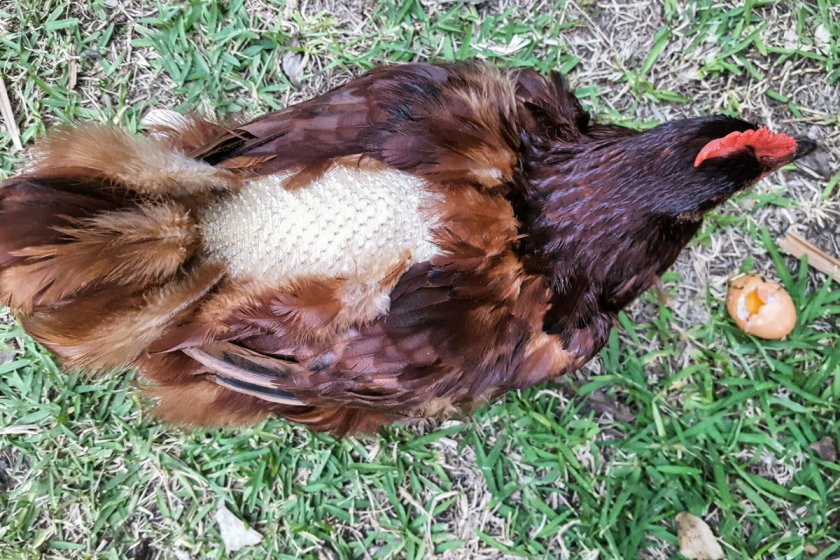 Molting Chickens: Why It Happens, Duration & How You to Help Your Flock