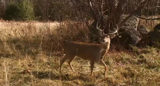 Texas Game Wardens Bust Road Poachers on Video Using Deer Decoy - Wide ...