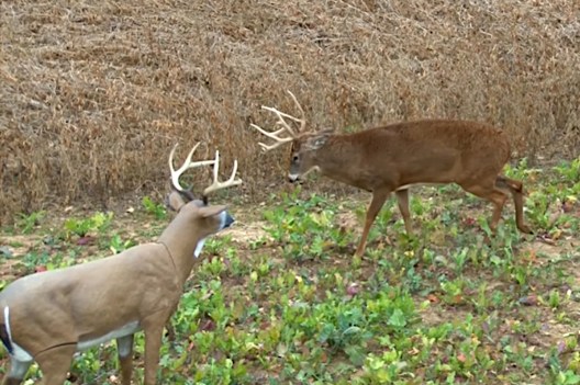 Big Buck Falls for Decoy Trick on Three Separate Occasions