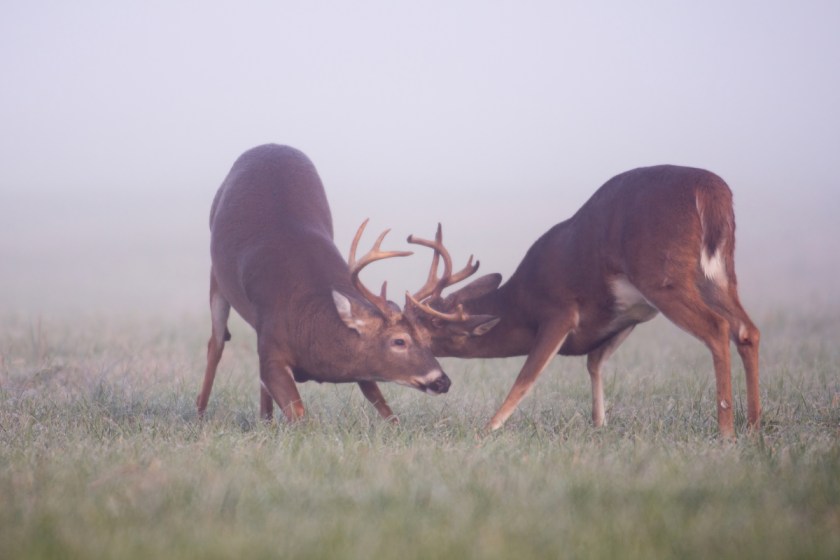 3 Best Deer Hunting States for Beginner Bowhunters - Wide Open Spaces