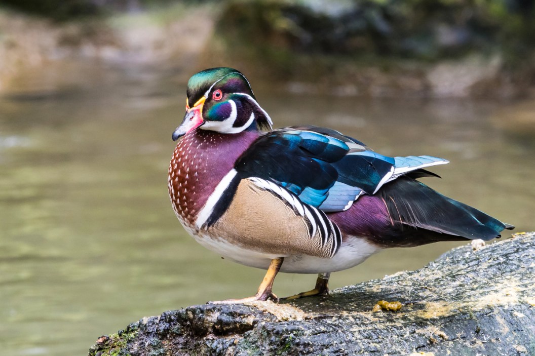 Phil Robertson Shoots Double Banded Wood Duck - Wide Open Spaces
