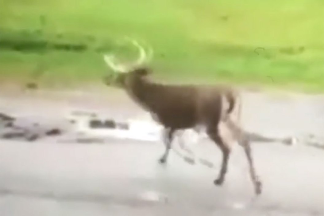 Deer Backflip: Buck Suffering From CWD Attempts Bizarre Trick