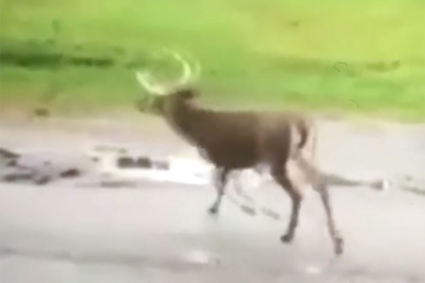 Deer Backflip: Buck Suffering From CWD Attempts Bizarre Trick