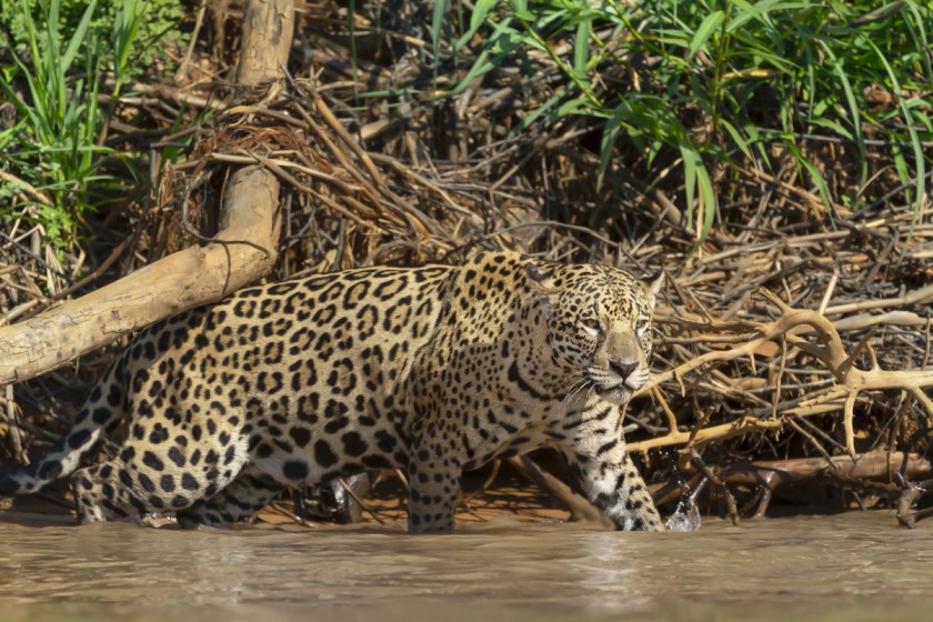 Cougar Frantically Comes in Hot to Decoy in Intense Encounter - Wide ...