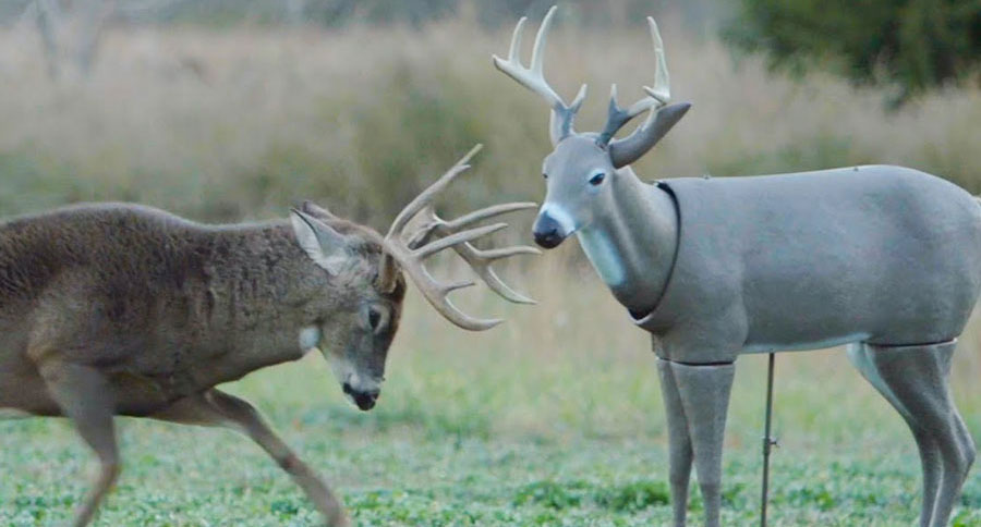 Two Bucks Are Brawling When a Third Makes a Surprise Appearance - Wide ...