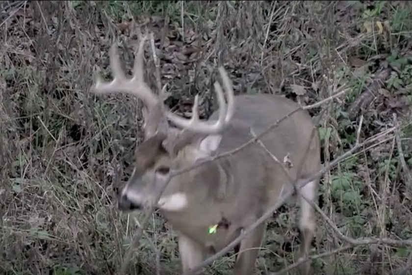 Want to Spice Up Your Archery Practice? Check Out This Rinehart ...