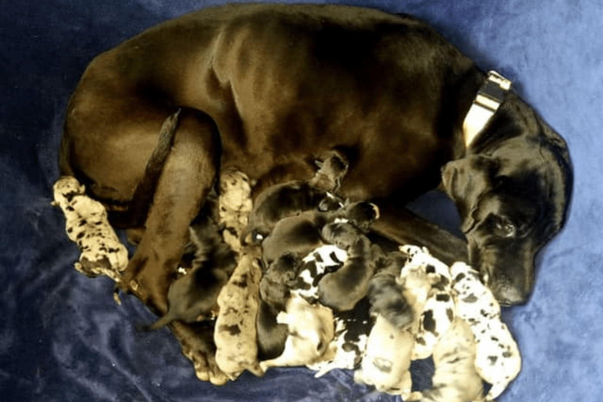 Great Dane Delivered 19 Puppies, And It's Nothing Short of a Miracle