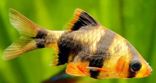 Tiger Barb Care Guide: Size, Life Span, and Freshwater Tank Mates