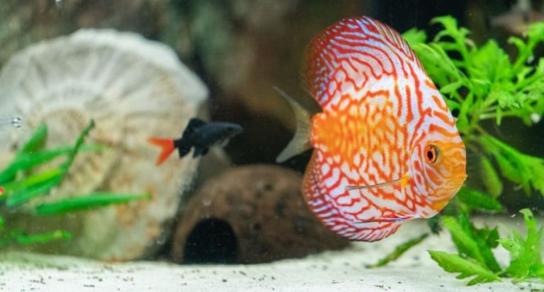 Discus Fish Care Guide: Habitat, Housing and Behavior